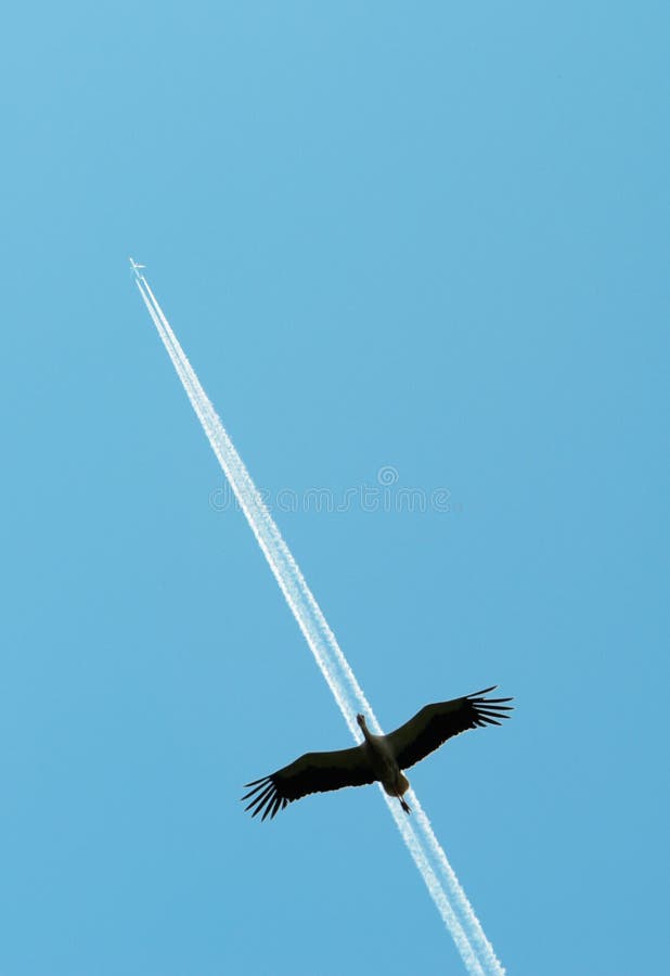 Plane and a stork stock photo. Image of ornithology, nature - 30253040