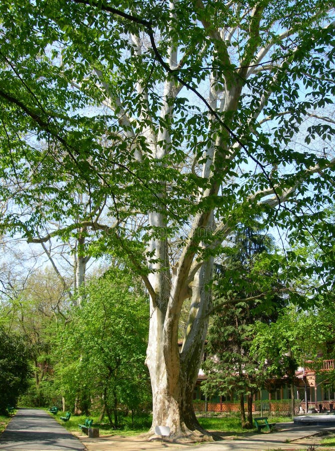 Plane tree stock image. Image of platanus, detail, plane - 19646177