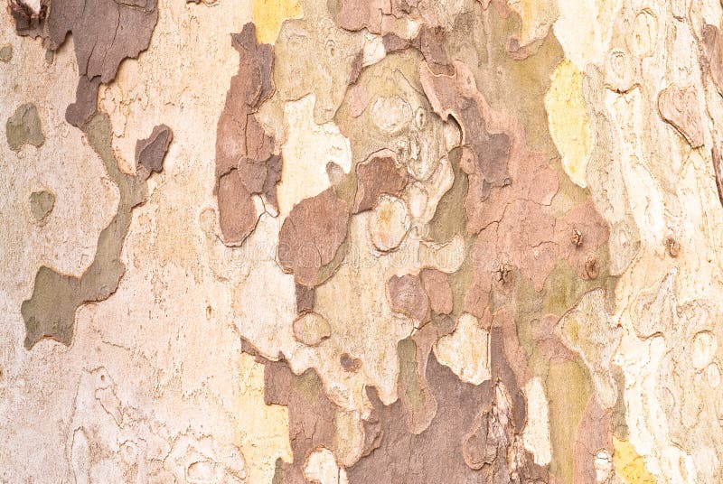Detail of Plane tree stock photo. Image of closeup, sycamore - 29284744