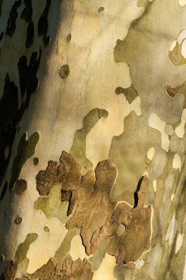 Plane tree stock image. Image of surface, plane, texture - 38208661