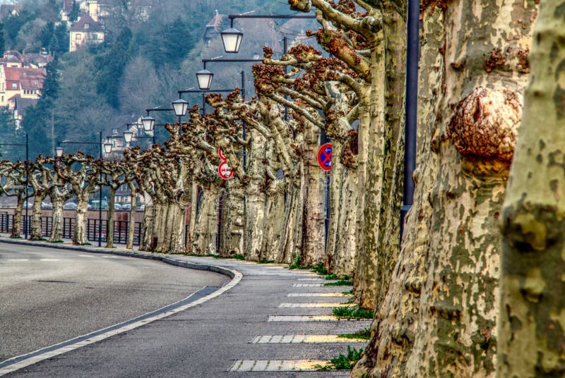 Plane Tree Alley Along a Curvy Road Stock Photo - Image of city, moto ...
