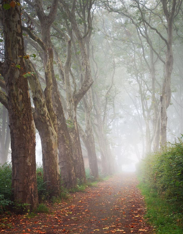Plane tree alley in mist stock photo. Image of outdoor - 34370536