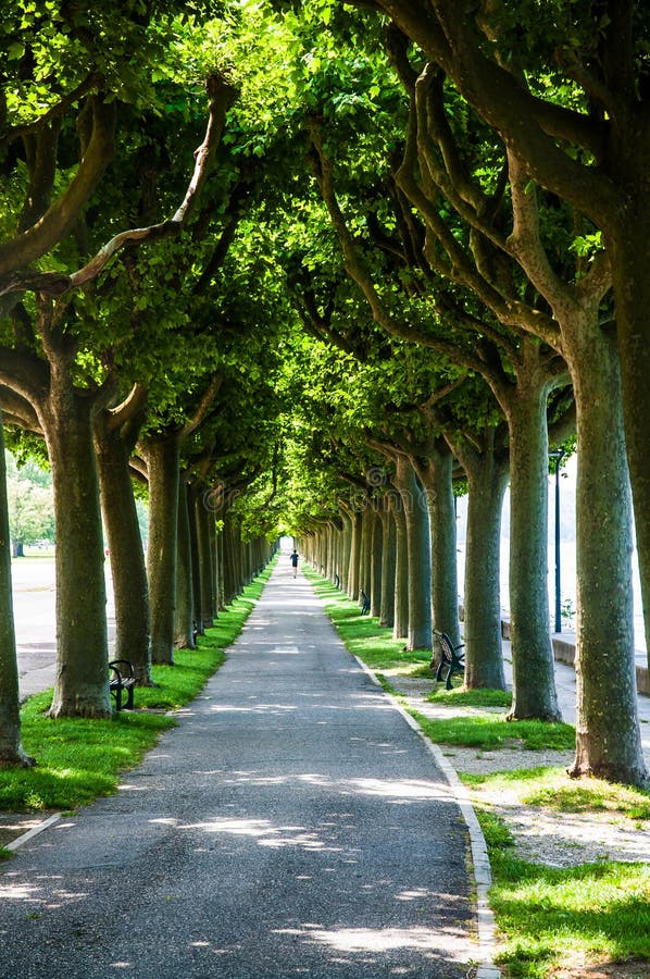 Plane tree alley stock photo. Image of long, high, morning - 55267492