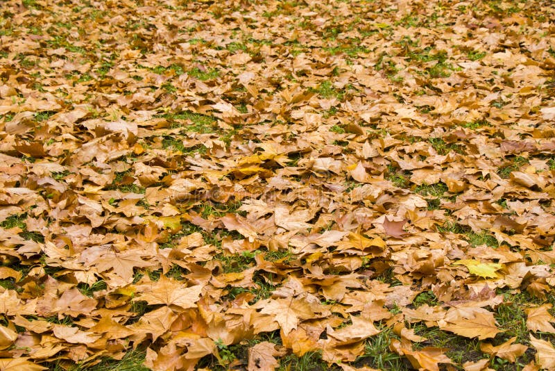 Plane Tree Autumn and Fall Leaves Background Stock Photo - Image of ...