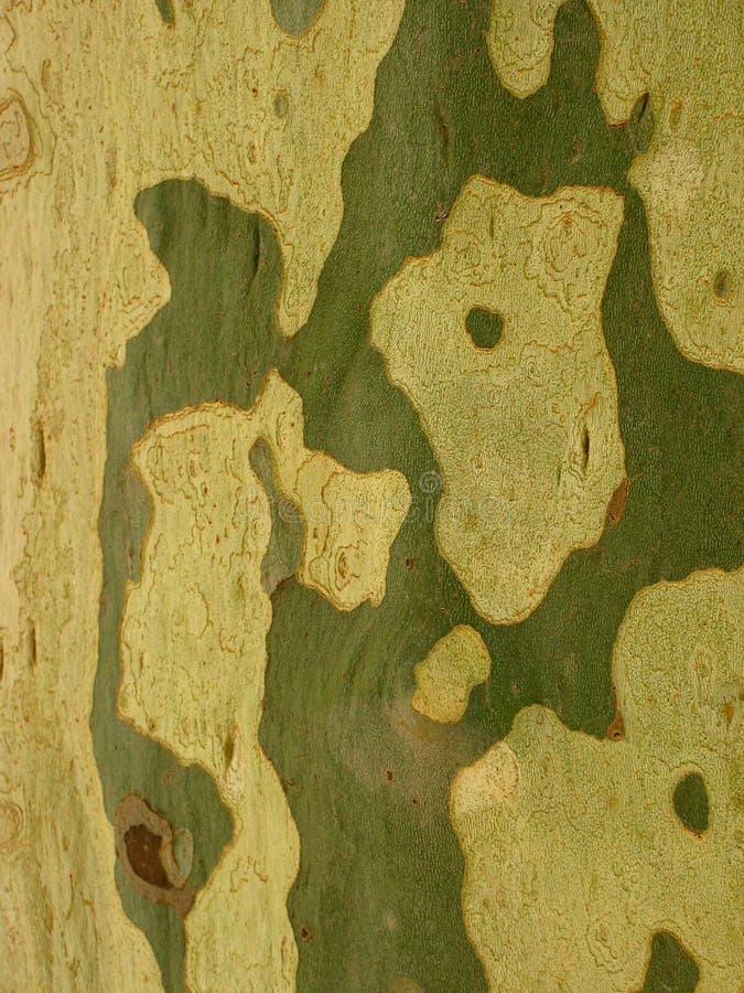 Plane Tree Fruits in Early Spring Stock Photo - Image of dried ...