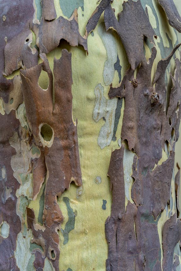 Plane tree bark stock image. Image of plantain, showing - 342142167