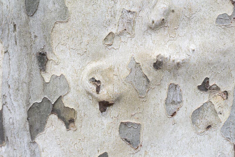 Plane tree bark stock image. Image of plane, platanus - 109410253