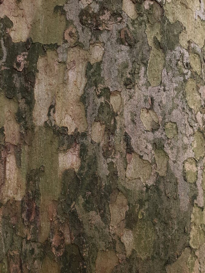 Plane tree bark scales stock image. Image of vegetation - 198077295