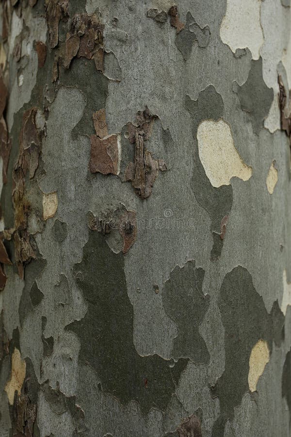 Plane tree bark texture stock photo. Image of grain - 168217696