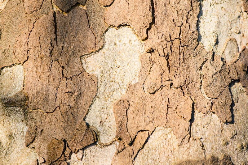 Plane Tree Bark Textures and Backgrounds Stock Photo - Image of texture ...