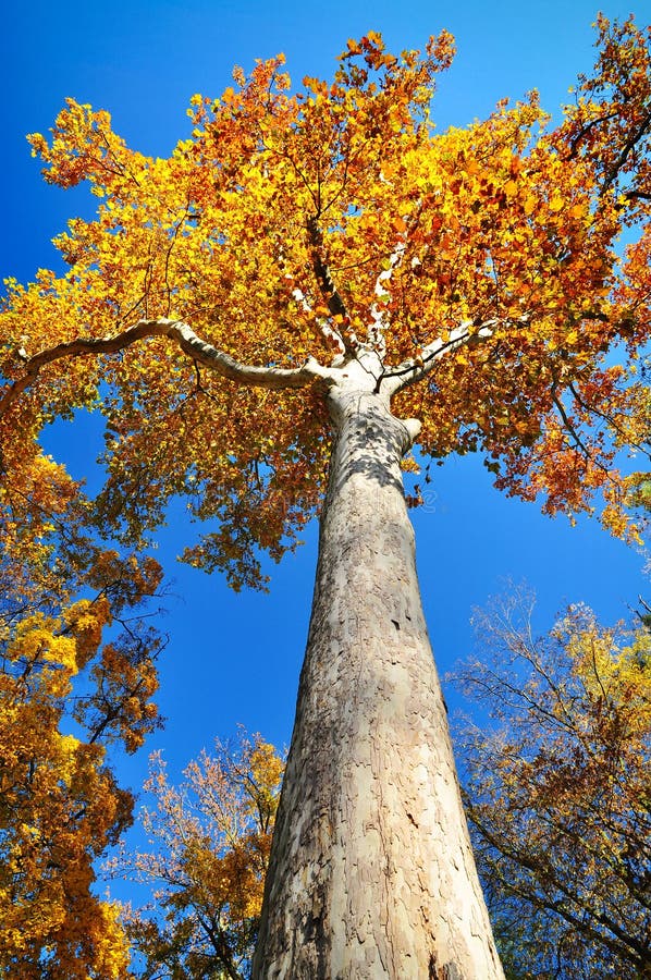 Plane Tree Leaves stock photo. Image of autumn, vegetal - 1209226