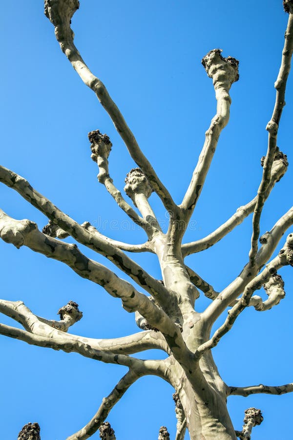 Plane tree with blue sky stock photo. Image of frame - 36222564