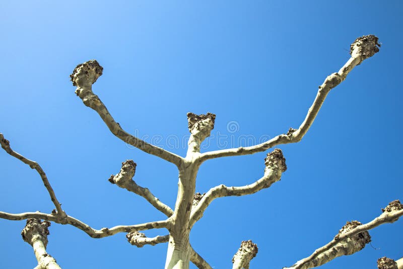 Plane tree with blue sky stock photo. Image of copy, natural - 36222650