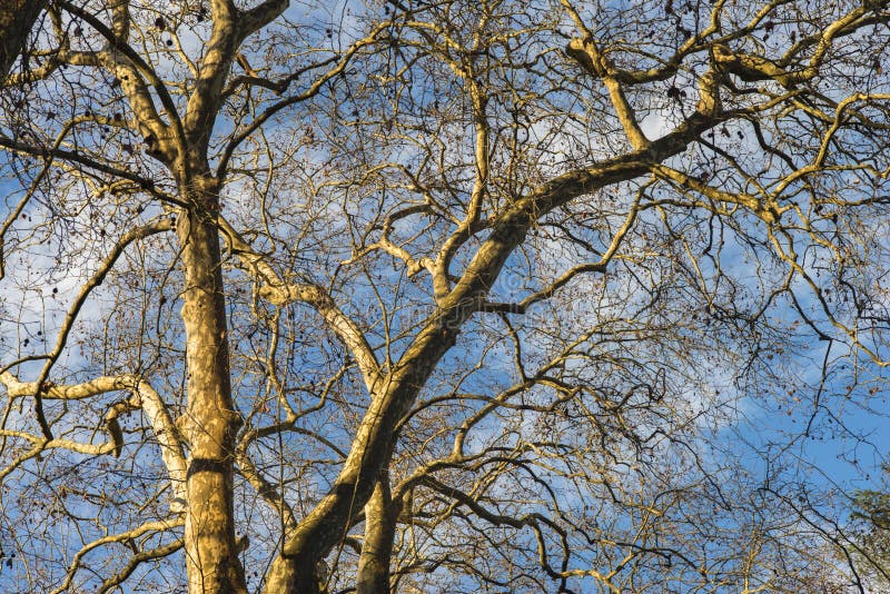 Plane tree stock image. Image of tree, wood, platanus - 85979425