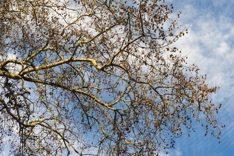 Plane tree stock image. Image of platanus, beautiful - 85979449