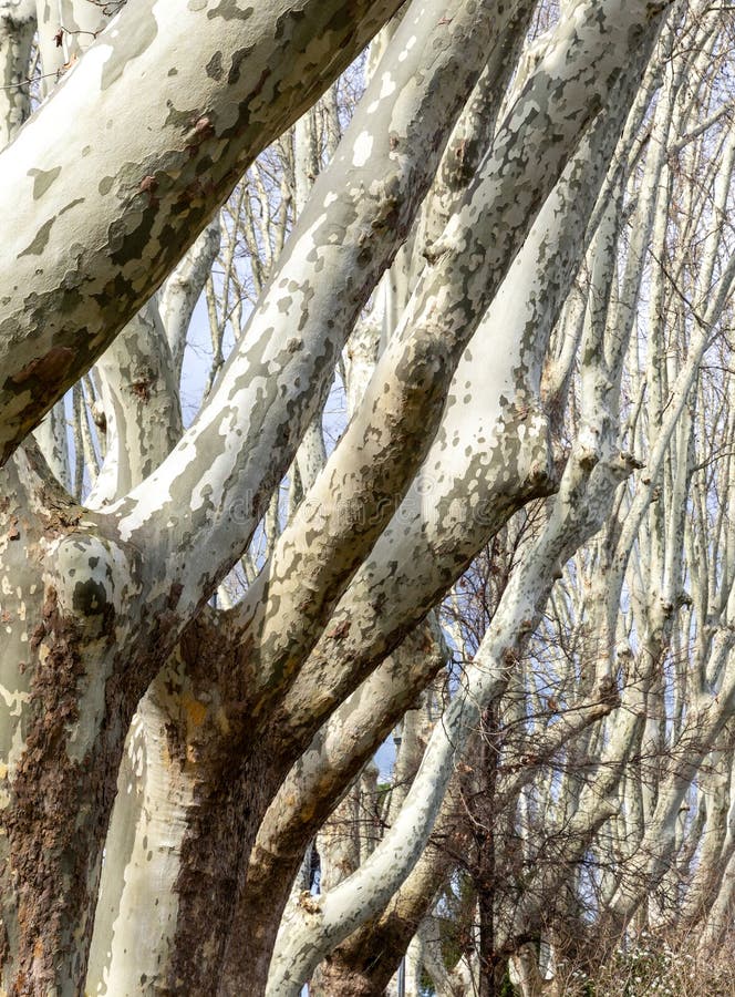 Plane Tree Branches in Rome, Italy Stock Image - Image of italian ...