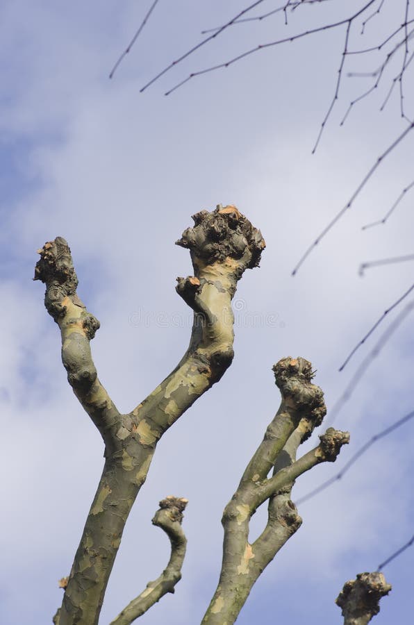 Plane Tree Branches Over Blue Sky. Platanus Stock Image - Image of high ...