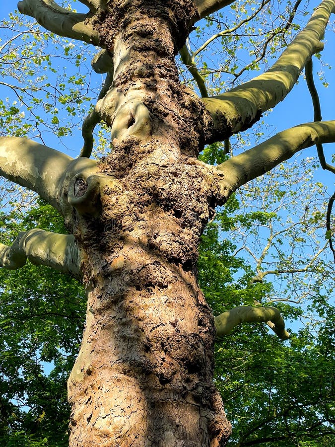 Plane Tree, Platanus, Giant Trunk with Special Bark in Spring with ...
