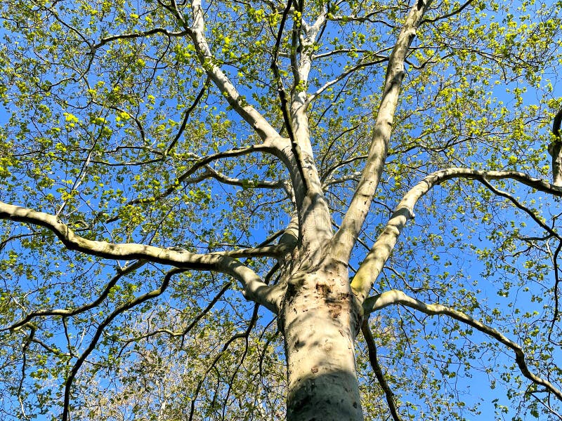 Plane Tree Fruits in Early Spring Stock Photo - Image of dried ...