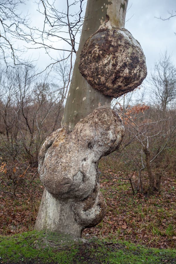 Plane-tree with a Burl, Nature Stock Photo - Image of injury, spring ...