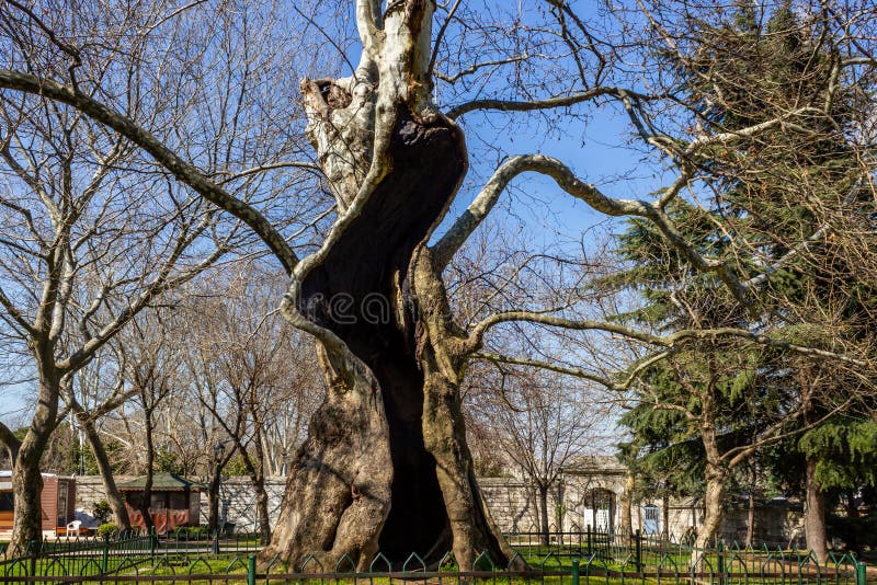 Plane Tree Cavity Summer Time Blue Sky Stock Image - Image of tinge ...