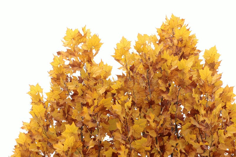 Plane Tree Fruits in Early Spring Stock Photo - Image of dried ...