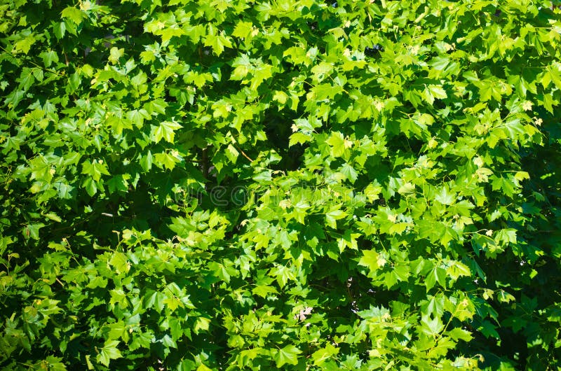 Plane tree stock image. Image of botany, outdoor, plants - 47001811