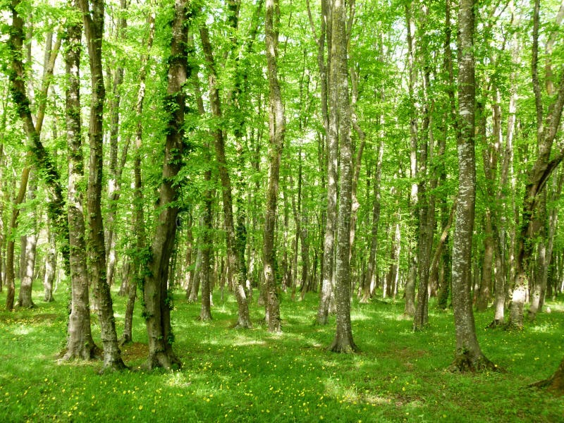 A Plane Tree Forest in Azerbaijan in Spring Stock Photo - Image of ...