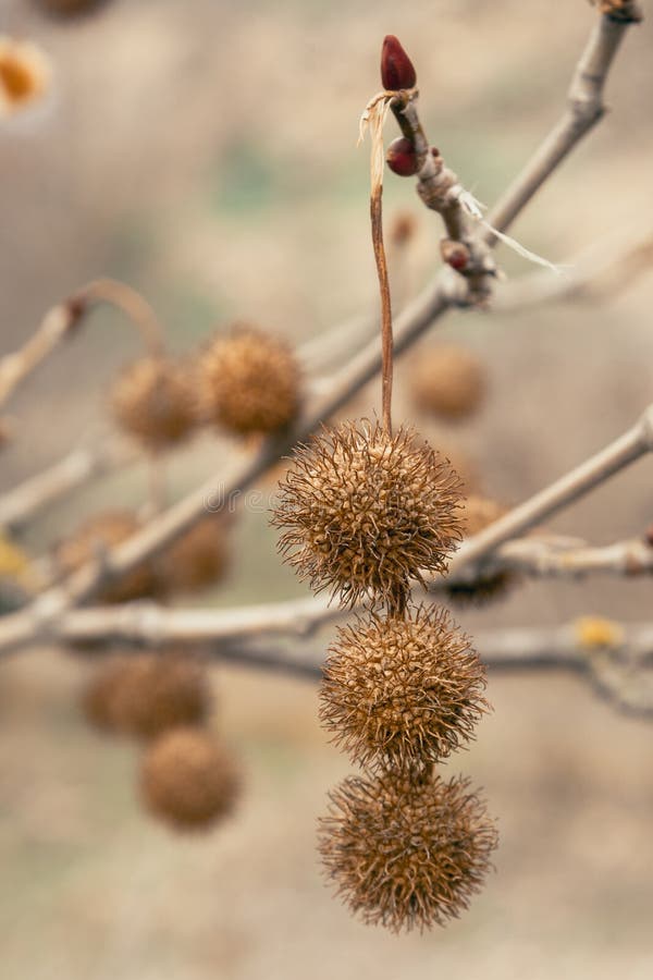 Plane Tree Fruits in Early Spring Stock Image - Image of brown, ball ...