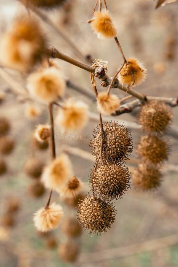Plane Tree Fruits in Early Spring Stock Image - Image of brown, ball ...