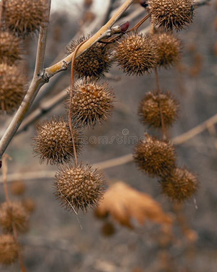 Plane Tree Fruits in Early Spring Stock Photo - Image of dried ...