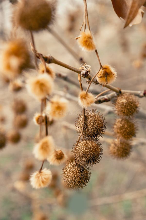 Plane Tree Fruits in Early Spring Stock Photo - Image of dried ...
