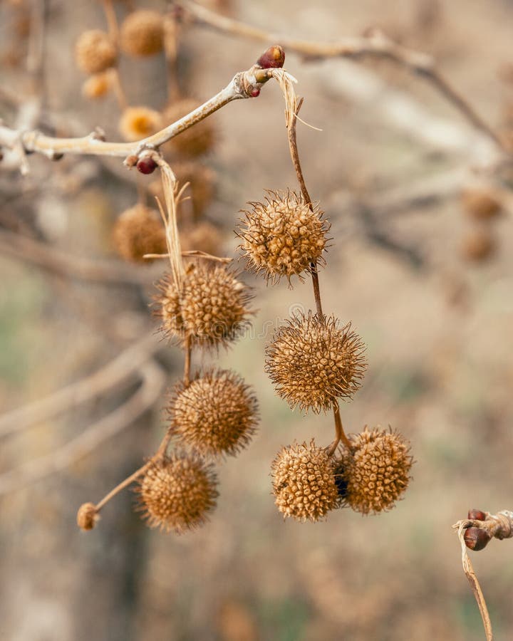 Plane Tree Fruits in Early Spring Stock Image - Image of plane, yellow ...