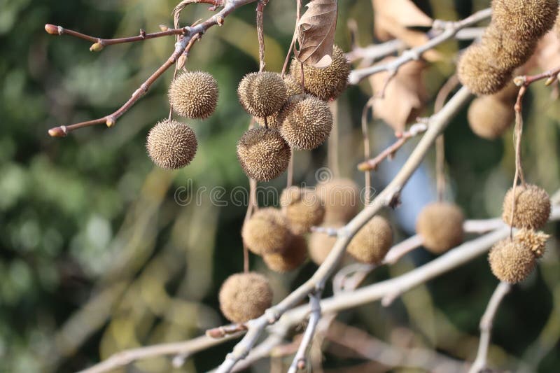Plane tree fruits stock image. Image of platanus, treespecies - 365393325