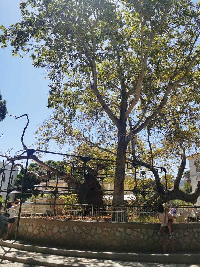 222 Tree Hippocrates Kos Stock Photos - Free & Royalty-Free Stock ...