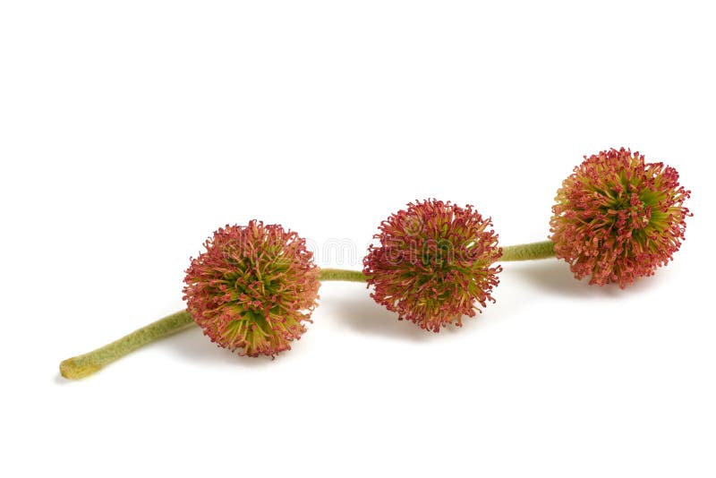 Plane tree inflorescences stock image. Image of seeds - 312368609