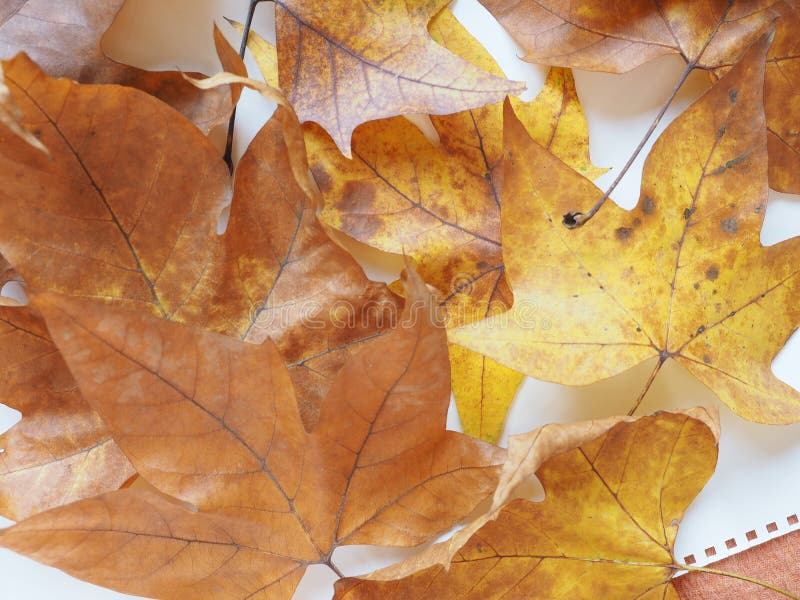 Plane tree leaf stock photo. Image of fall, autumn, plants - 67810912