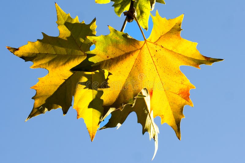 Plane Tree Leaves stock photo. Image of autumn, vegetal - 1209226