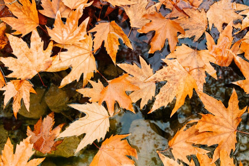 Plane tree leaves stock photo. Image of decoration, fall - 165570218