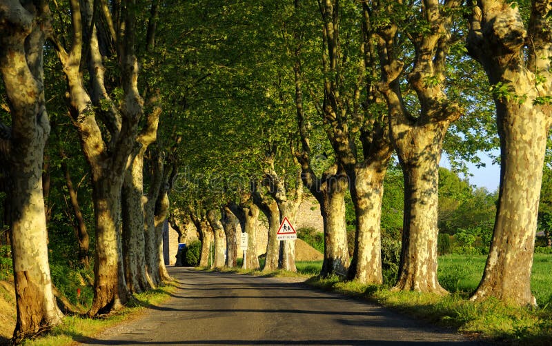 Plane Tree and Little Road in South of France Stock Photo - Image of ...