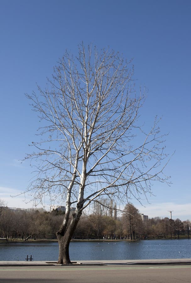 Plane Tree in the Park - RAW Format Editorial Image - Image of tree ...