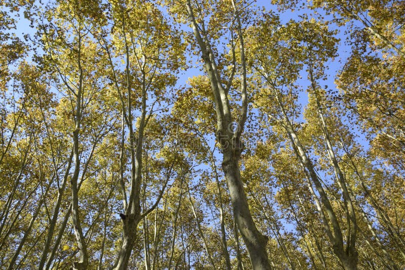 Plane Tree Photographed Below Stock Photos - Free & Royalty-Free Stock ...