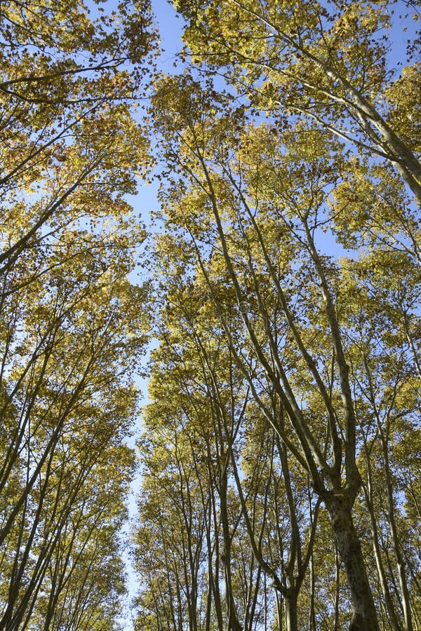 Plane Tree Photographed from Below Editorial Image - Image of foliage ...