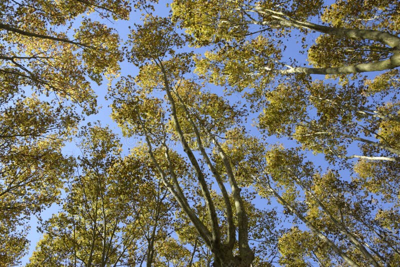 Plane Tree Photographed from Below Stock Image - Image of greenery ...