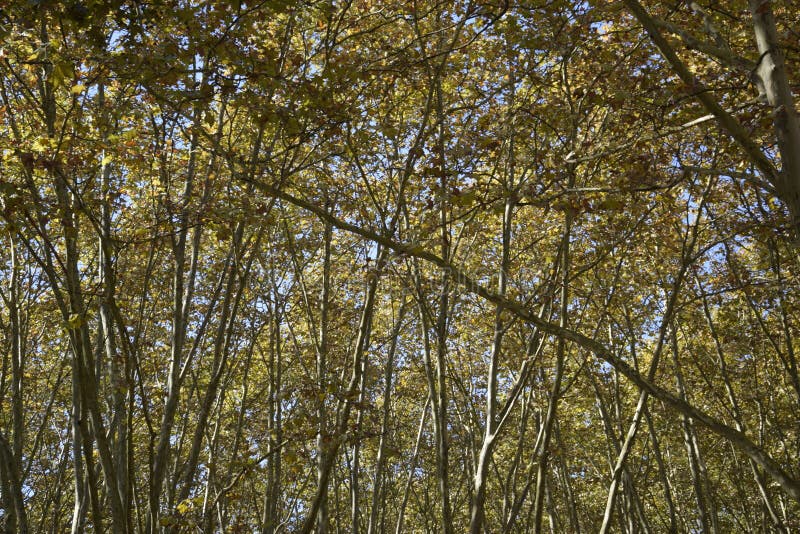 Plane Tree Photographed from Below Stock Image - Image of daytime, tree ...