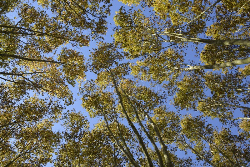 Plane Tree Photographed from Below Stock Photo - Image of treetop ...