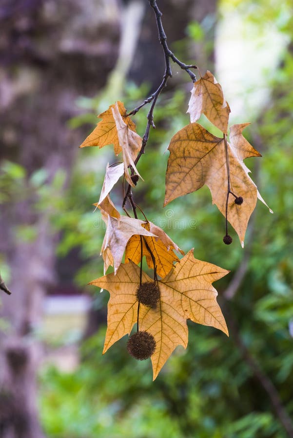 Plane tree stock image. Image of nature, botany, leaves - 100225307