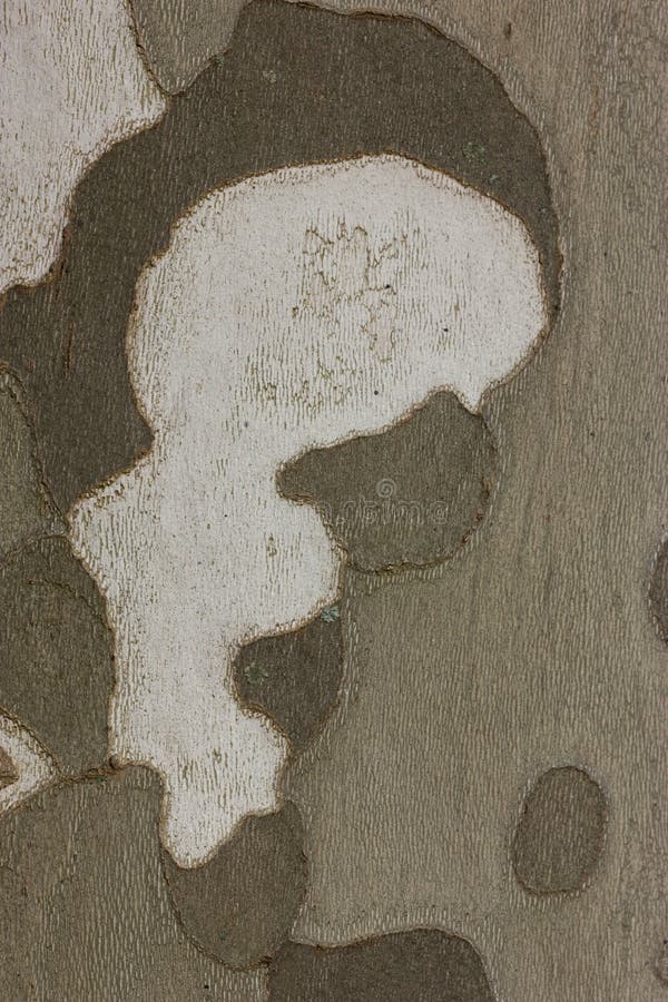 Plane Tree or Platanus Bark Texture Stock Photo - Image of background ...