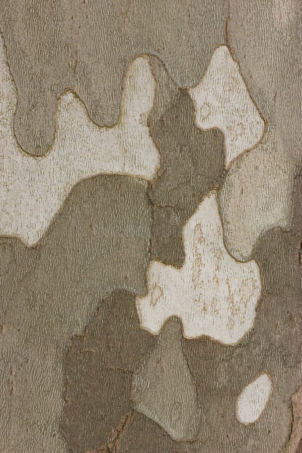 Plane Tree or Platanus Bark Texture Stock Image - Image of plane ...