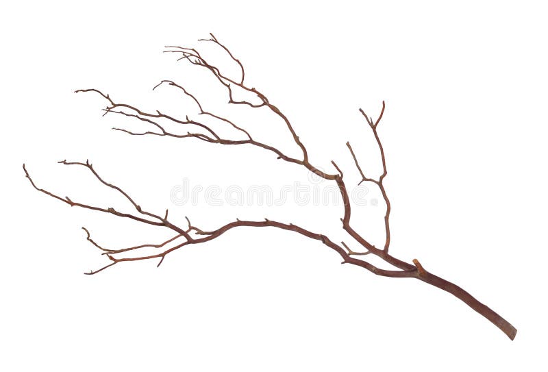 Plane Tree or Platanus Branch Isolated on White Background Stock Image ...